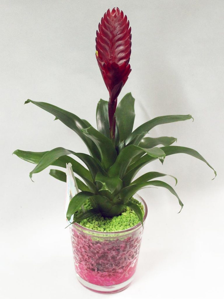 Vriesia Bromeliaceae (Pluma de indio) - Petit Paradís Floristes