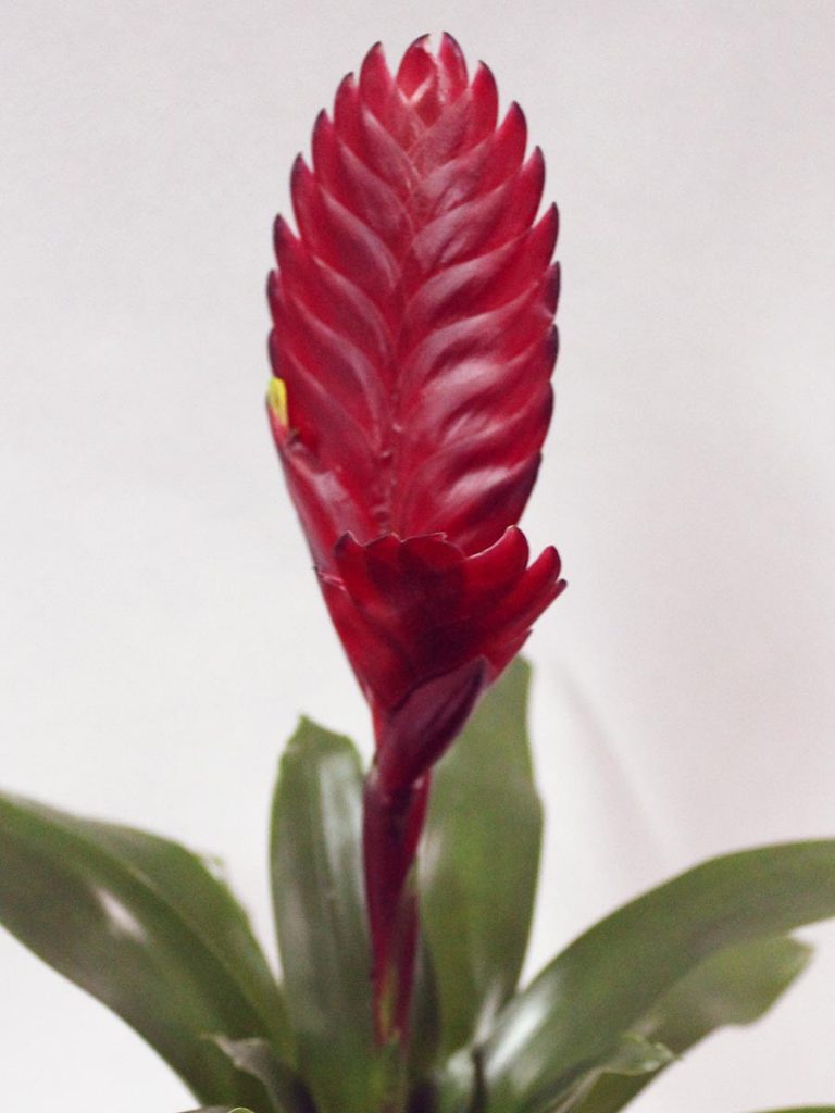 Vriesia Bromeliaceae (Pluma de indio) - Petit Paradís Floristes
